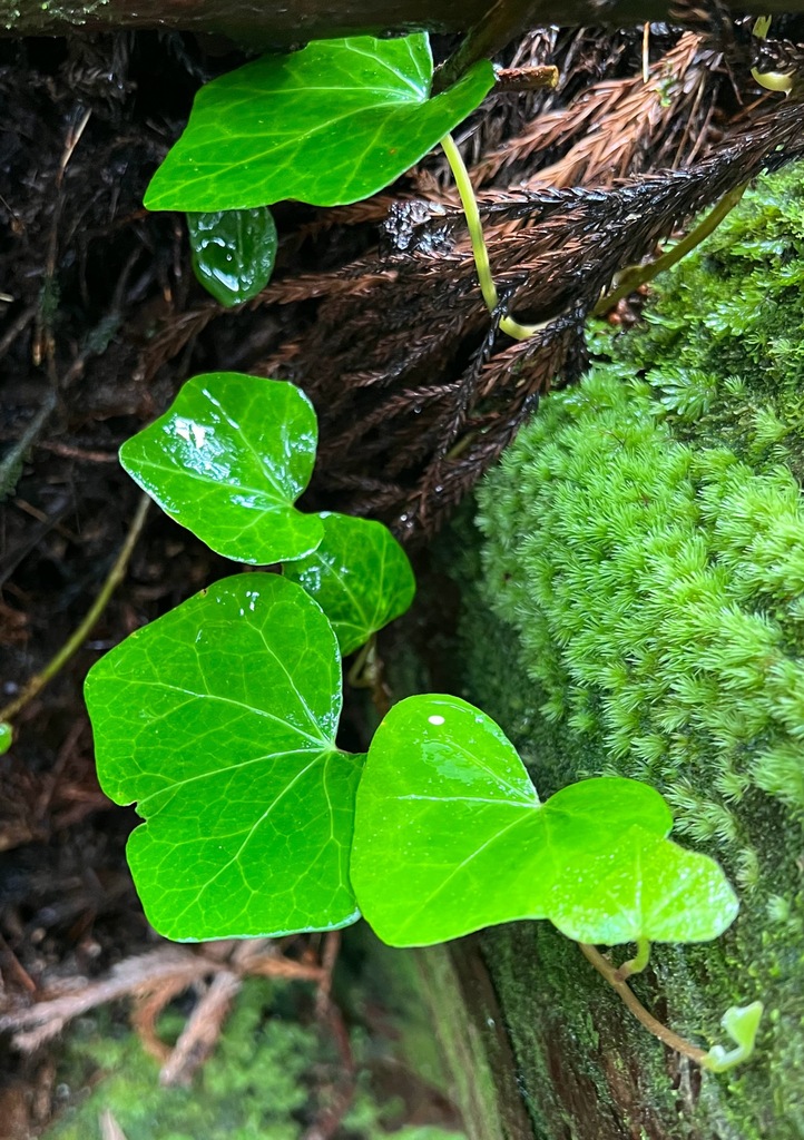 Azores Ivy from Nordeste, 9630, Portugal on July 18, 2024 at 02:47 PM ...