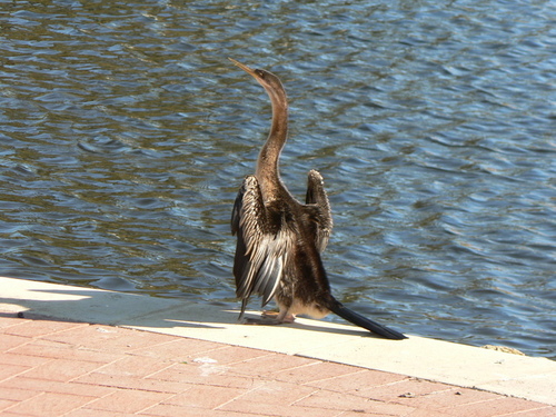 Australian Darter (Birds of Timor-Leste) · iNaturalist