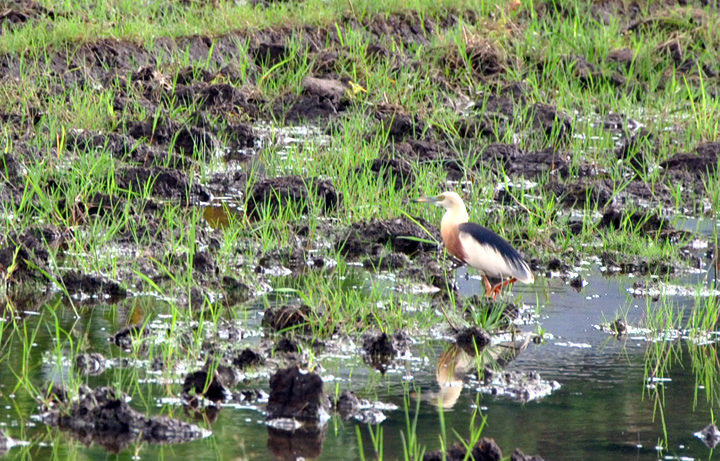 Javan Pond Heron (Birds of Timor-Leste) · iNaturalist