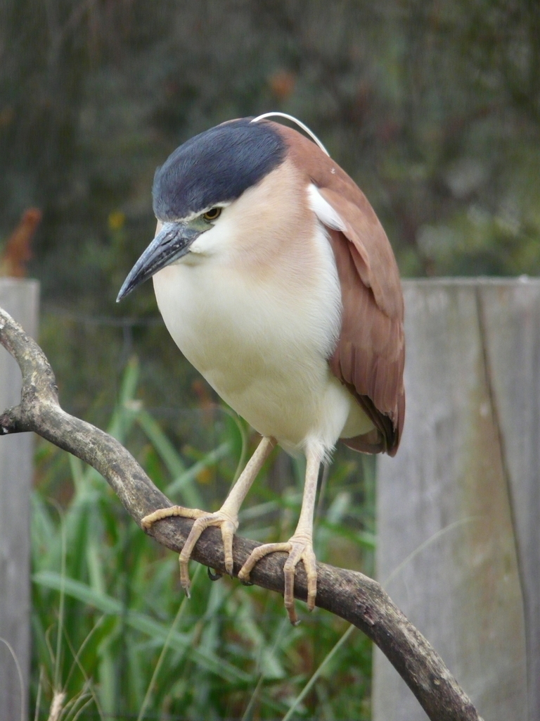 Rufous Night-Heron (Birds of Timor-Leste) · iNaturalist