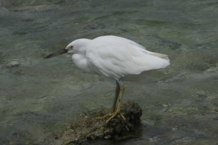 Pacific Reef-Heron (Birds of Timor-Leste) · iNaturalist