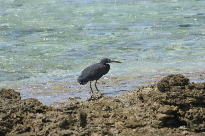 Pacific Reef-Heron (Birds of Timor-Leste) · iNaturalist