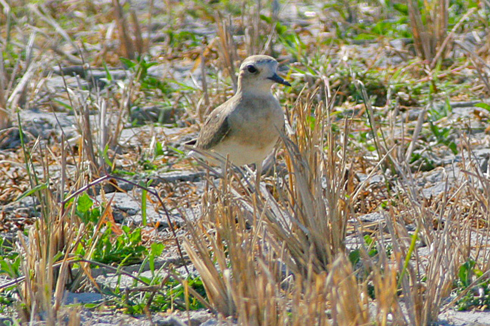 Oriental Plover (Birds of Timor-Leste) · iNaturalist