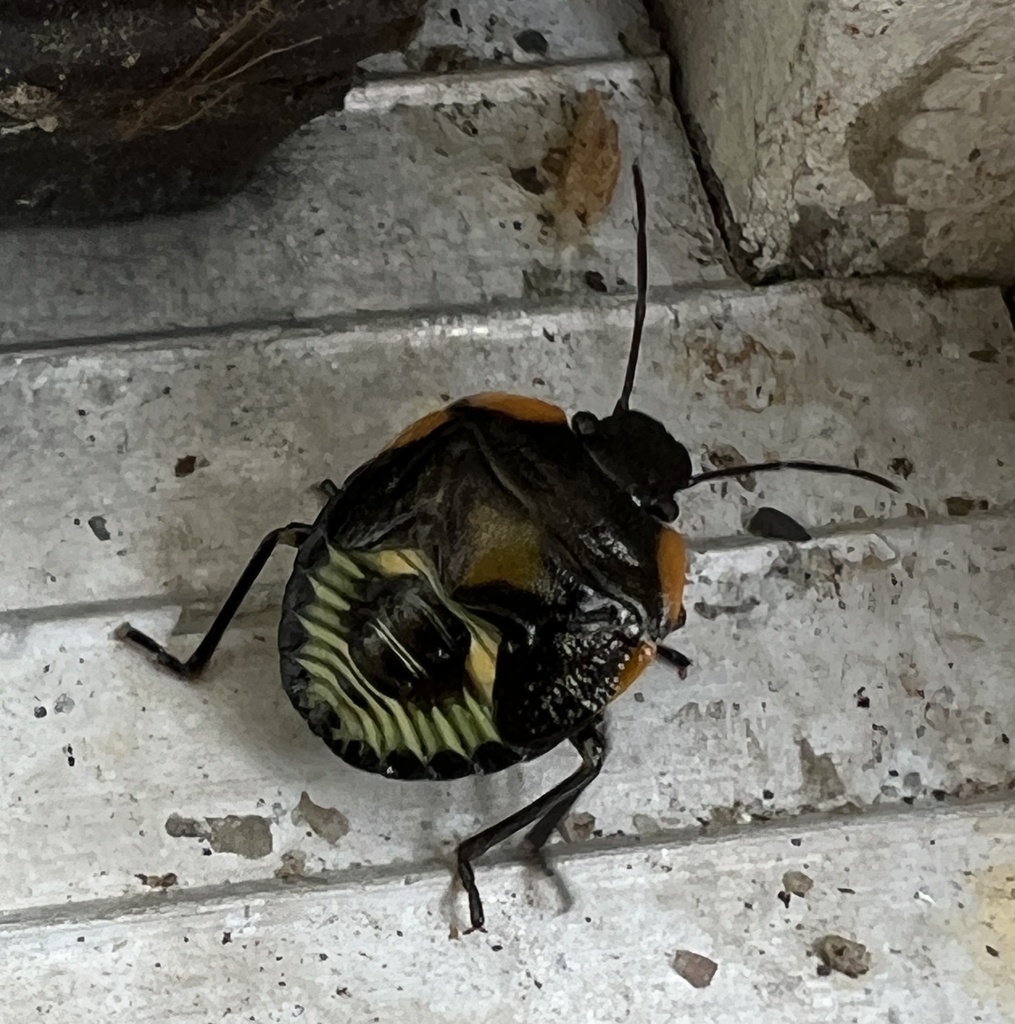 Green Stink Bug from Wapalanne Rd, Sandyston, NJ, US on July 25, 2024 ...