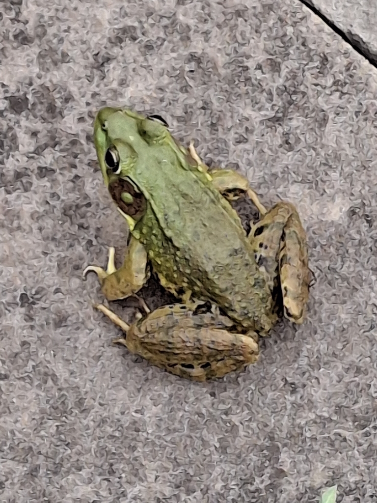 Green Frog from North Brunswick Township, NJ, USA on July 25, 2024 at ...