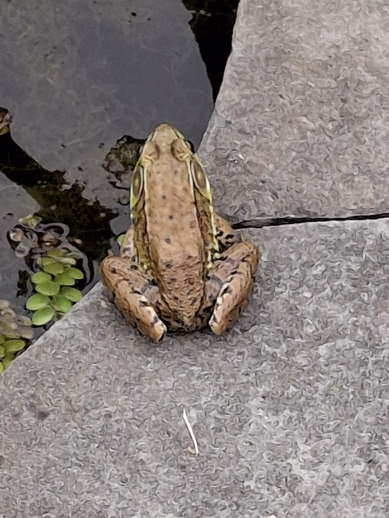 Green Frog from North Brunswick Township, NJ, USA on July 25, 2024 at ...