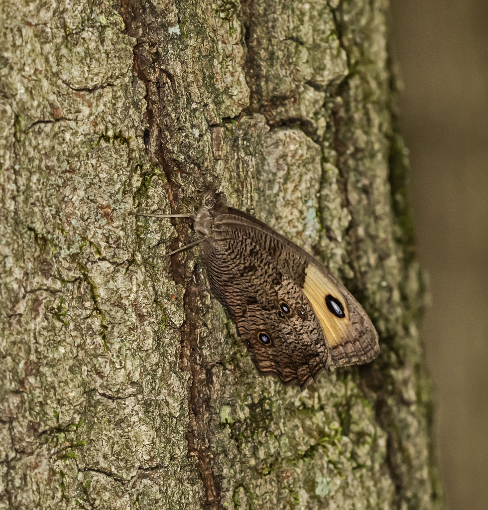 Common Wood-Nymph from Anita C Leight Estuary Center, 700 Otter Point ...