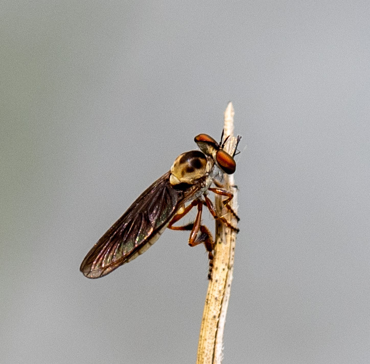 Gnat Ogres from Greene County, OH, USA on July 25, 2024 at 12:28 AM by ...