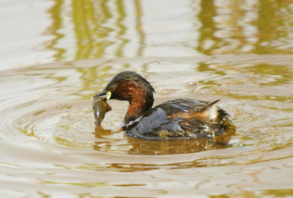 Little Grebe (Birds of Timor-Leste) · iNaturalist
