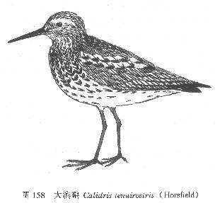 Great Knot (Birds of Timor-Leste) · iNaturalist