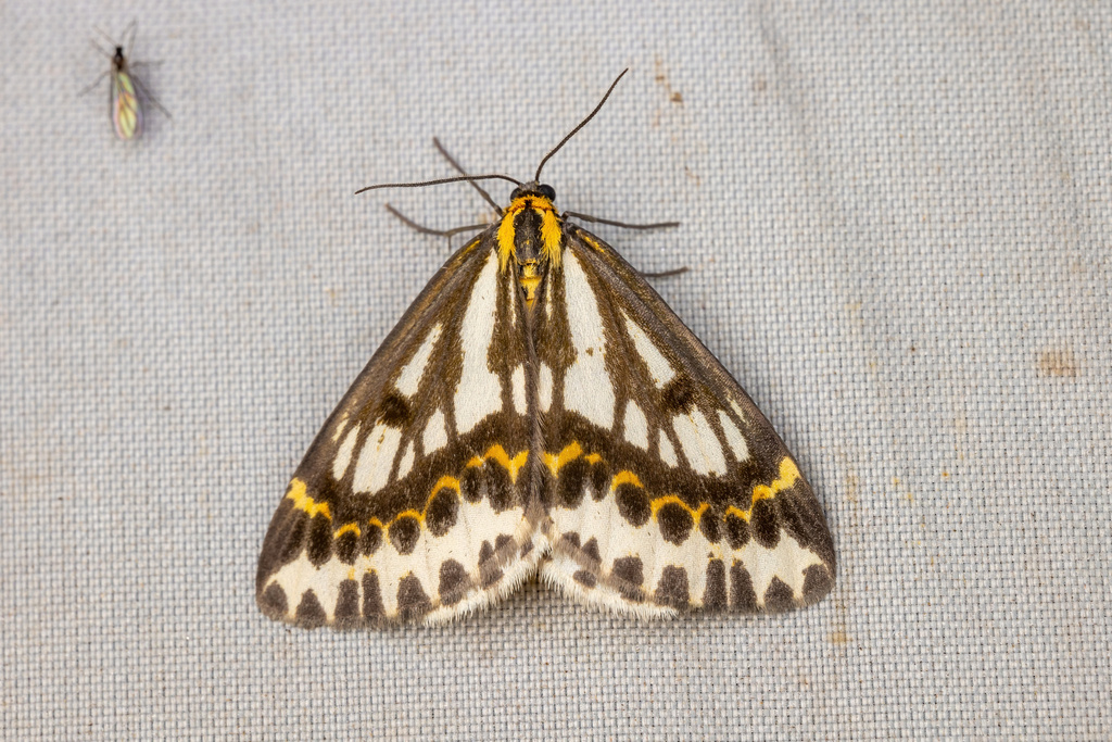 Neolythria maculosa from 中国甘肃省甘南藏族自治州临潭县 on July 25, 2024 at 11:40 PM ...