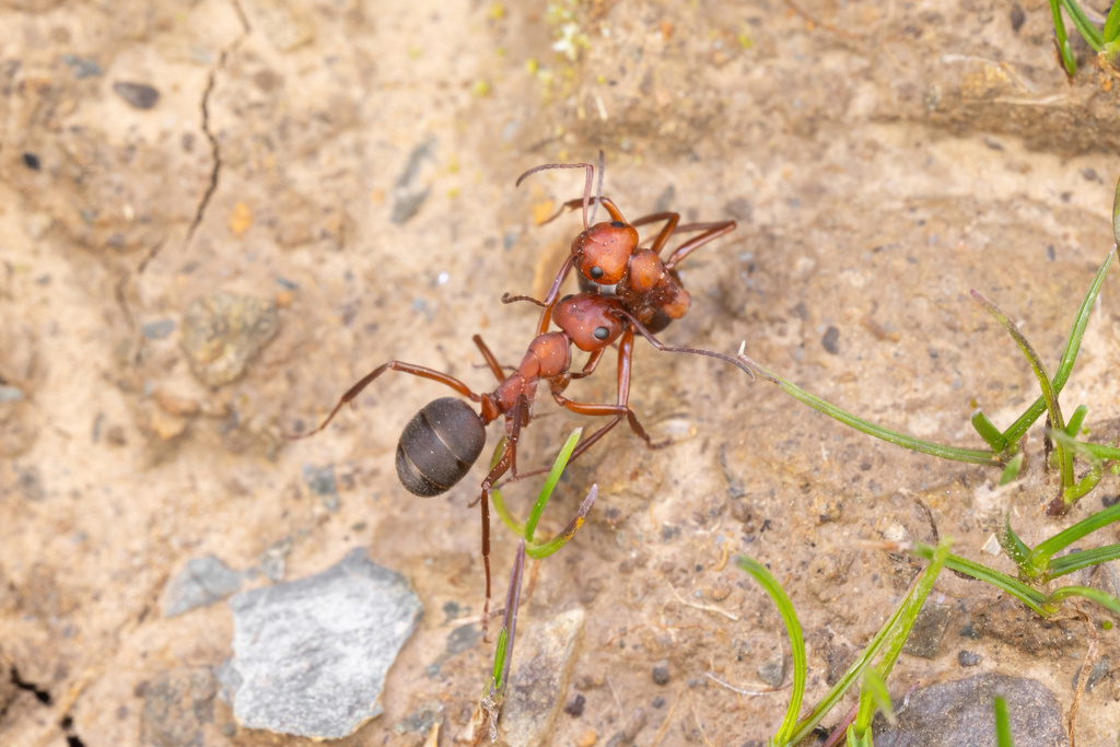 Formica sinensis from 中国甘肃省甘南藏族自治州临潭县 on July 25, 2024 at 06:18 PM by ...