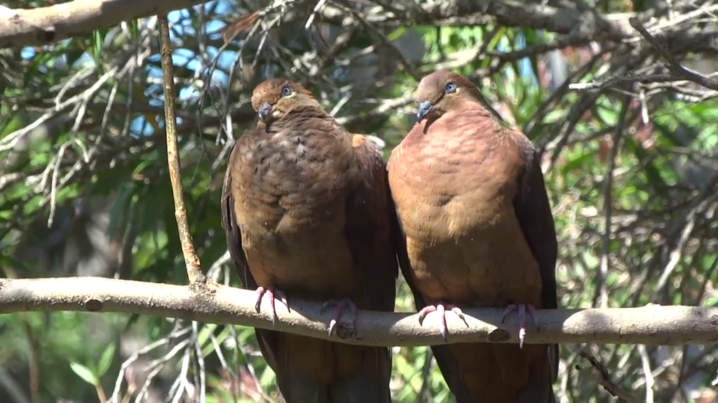 Little Cuckoo-Dove (Birds of Timor-Leste) · iNaturalist
