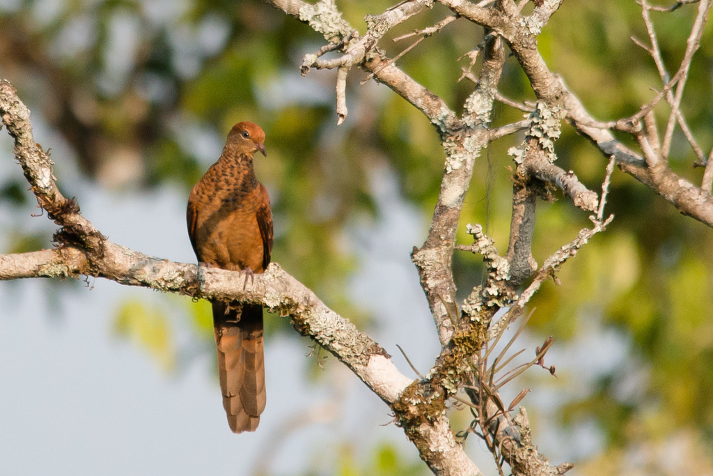 Little Cuckoo-Dove (Birds of Timor-Leste) · iNaturalist