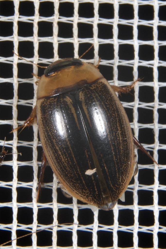 Hydaticus grammicus from Bölcske, 7025 Hungary on July 21, 2024 at 01: ...