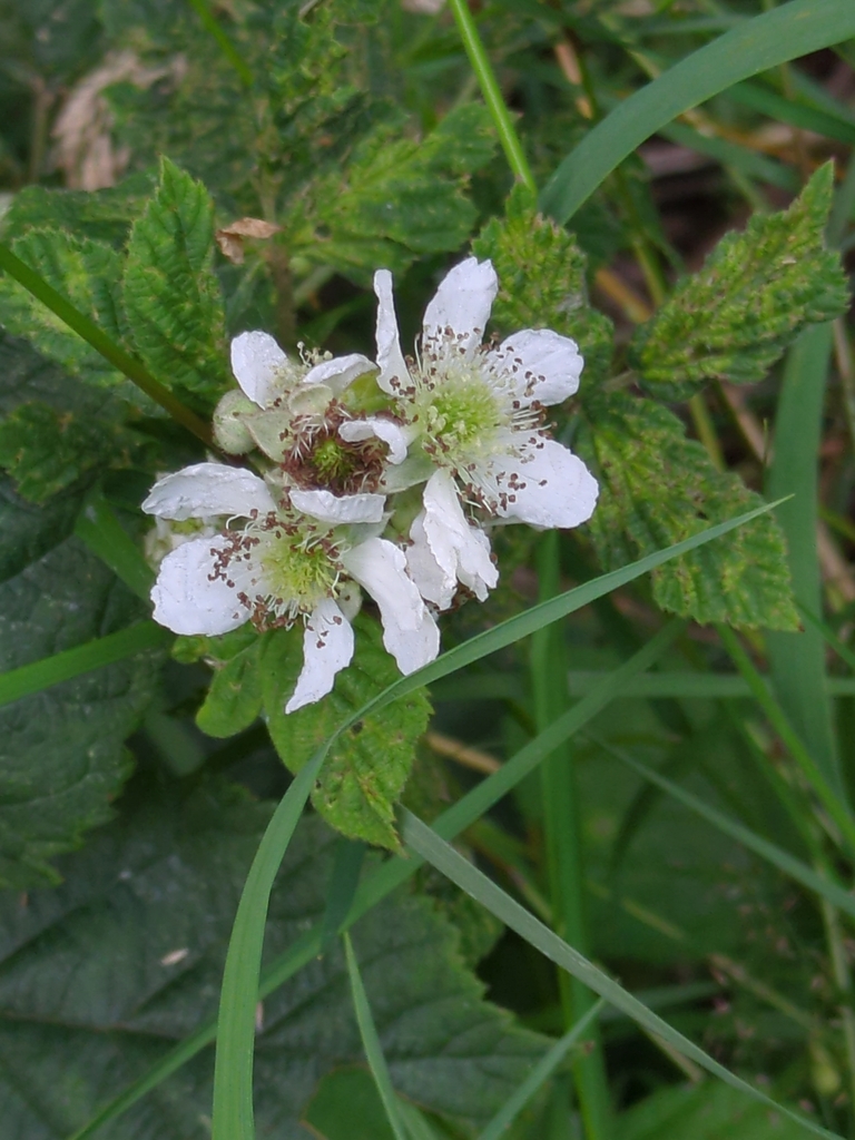 Railway Bramble from Walton-le-Dale on July 25, 2024 at 07:31 PM by ...