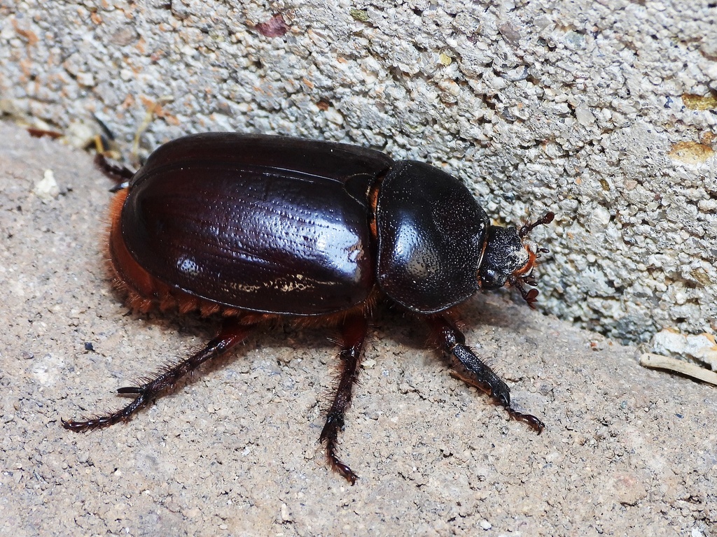 Strategus cessus (Dynastinae of the United States) · iNaturalist
