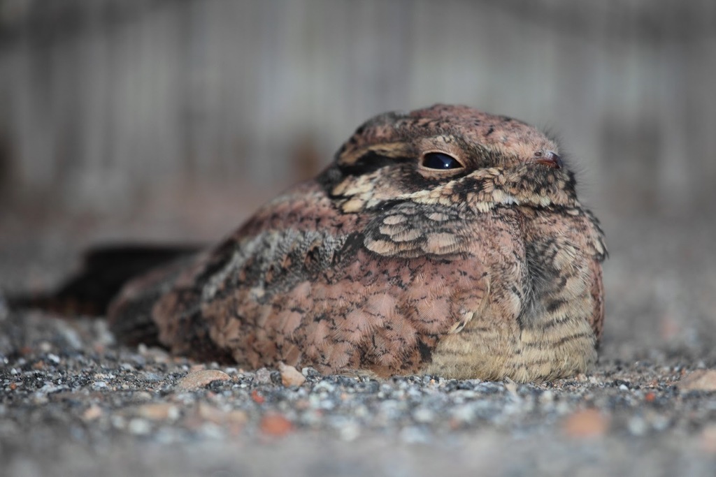 Spotted Nightjar (Birds of Timor-Leste) · iNaturalist