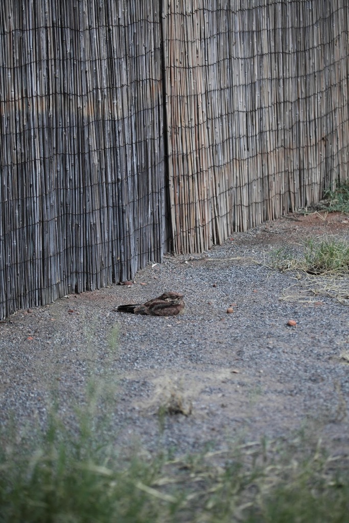 Spotted Nightjar (Birds of Timor-Leste) · iNaturalist