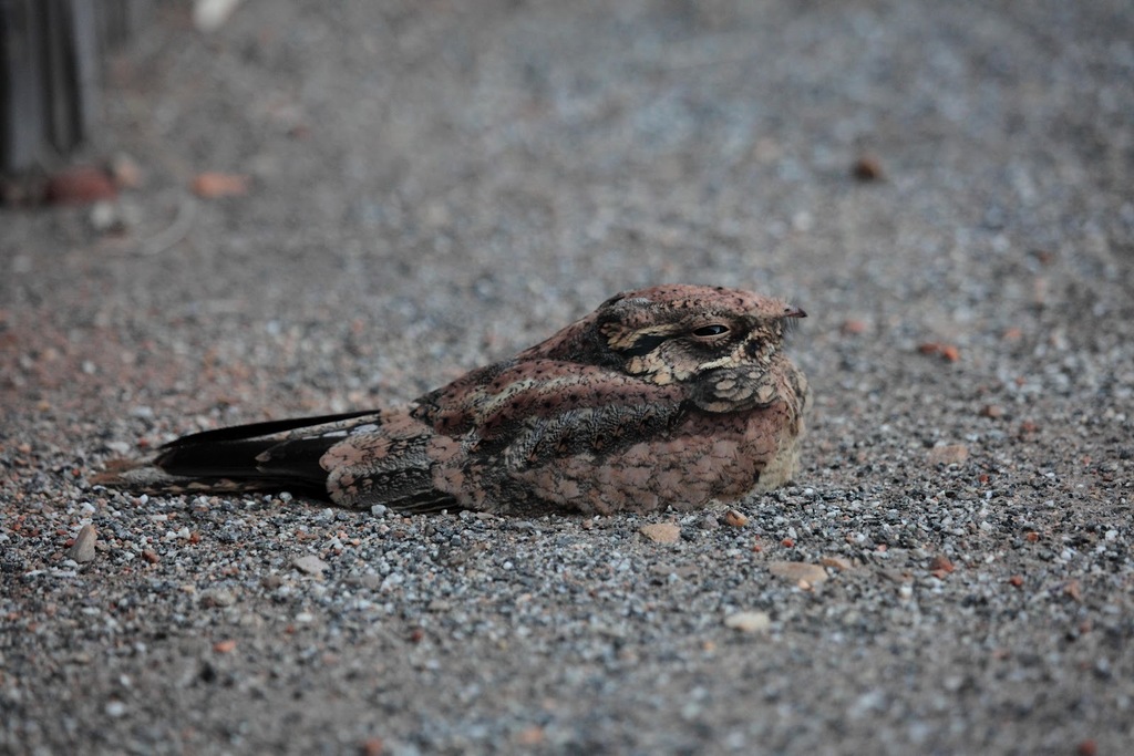 Spotted Nightjar (Birds of Timor-Leste) · iNaturalist