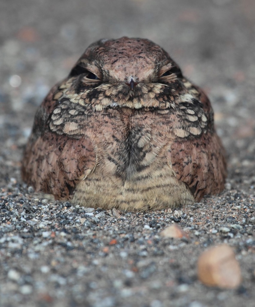 Spotted Nightjar (Birds of Timor-Leste) · iNaturalist