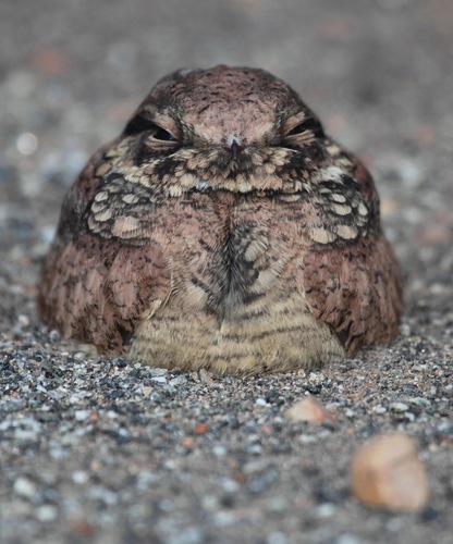 Spotted Nightjar (Birds of Timor-Leste) · iNaturalist