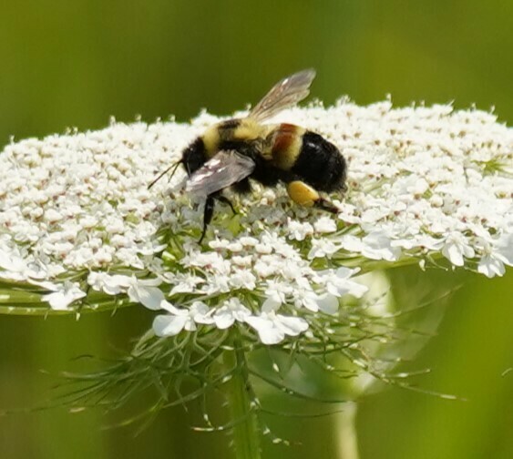 Rusty-patched Bumble Bee in July 2024 by Brandie Dunn · iNaturalist