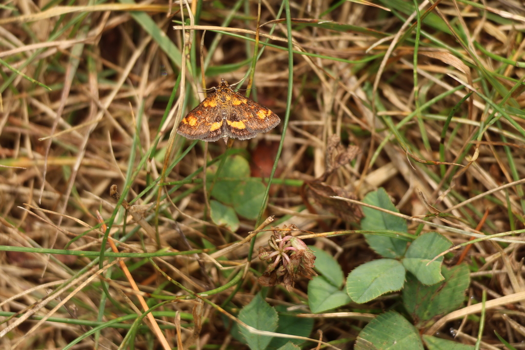 Orange Mint Moth in July 2024 by spharvell. 2nd for today ! garden ...