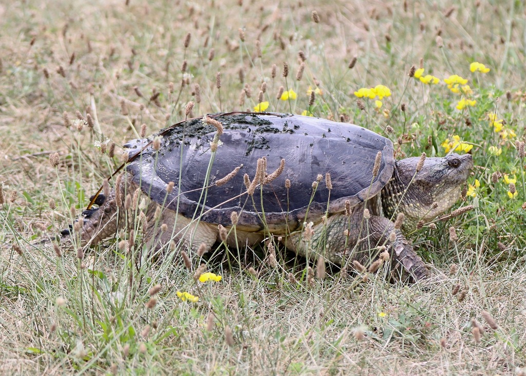 Common Snapping Turtle from Harwich, Chatham-Kent, ON, Canada on July ...