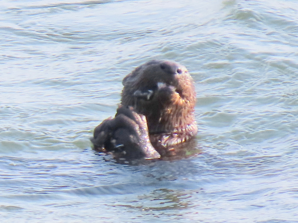 Spotted-necked Otter in September 2019 by Gigi Laidler. True Co-ords ...