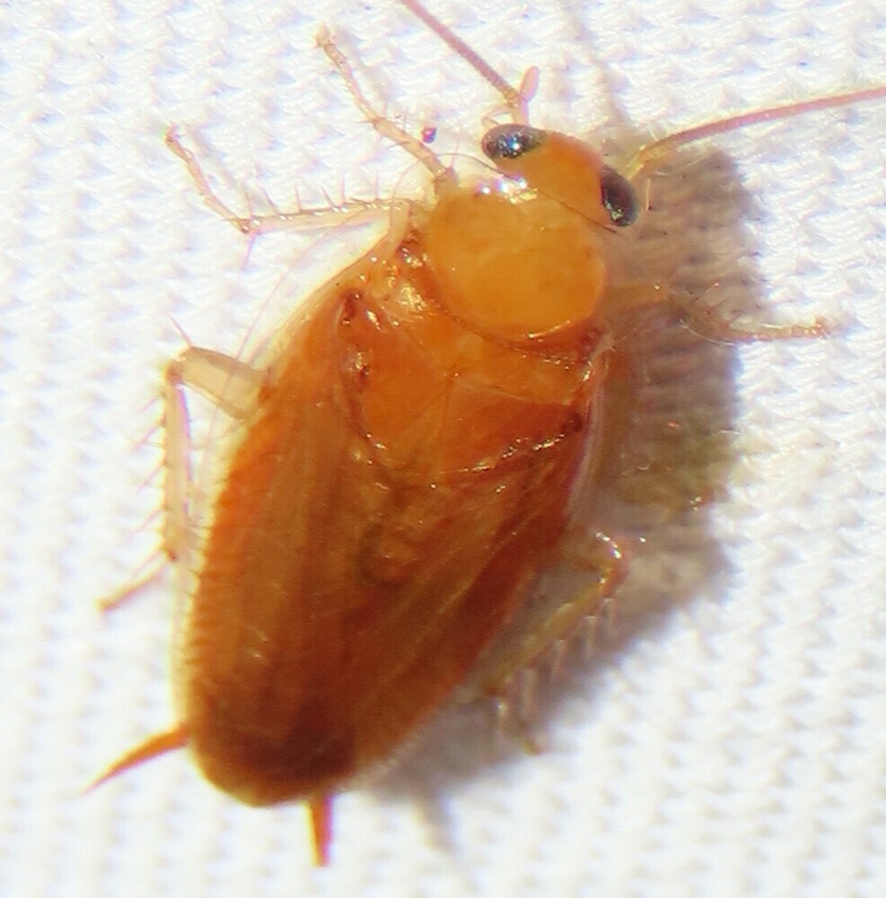 Small Yellow Texas Cockroach (Cockroaches and Termites of the United ...