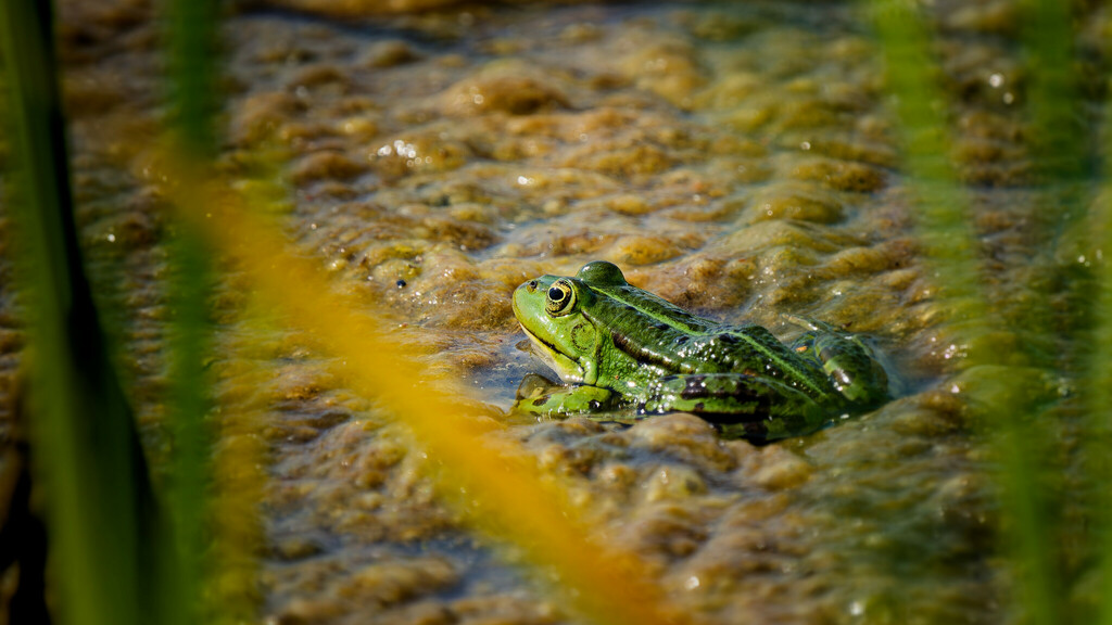Edible Frog from Bjärred, Sweden on July 25, 2024 at 11:14 AM by Henrik ...