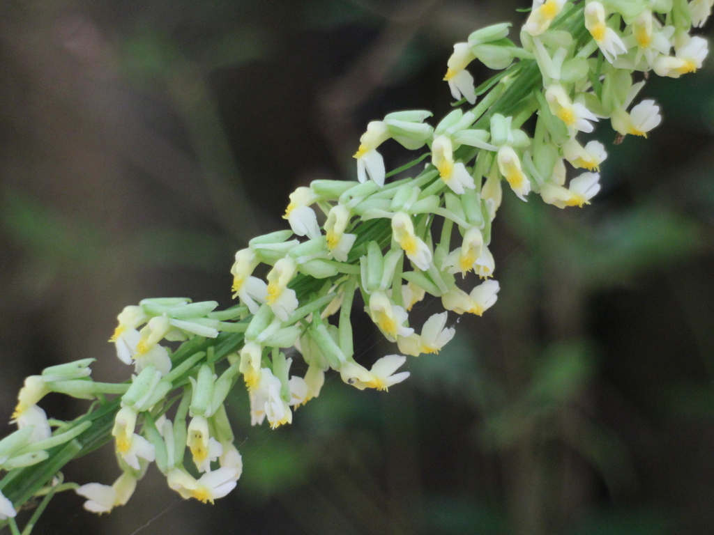 Calanthe davidii in July 2024 by 羅元甫 · iNaturalist