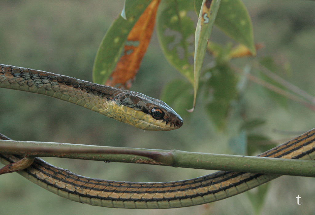 Luzon Bronzeback from Bagumbayan, Rizal, Philippines on March 11, 2014 ...