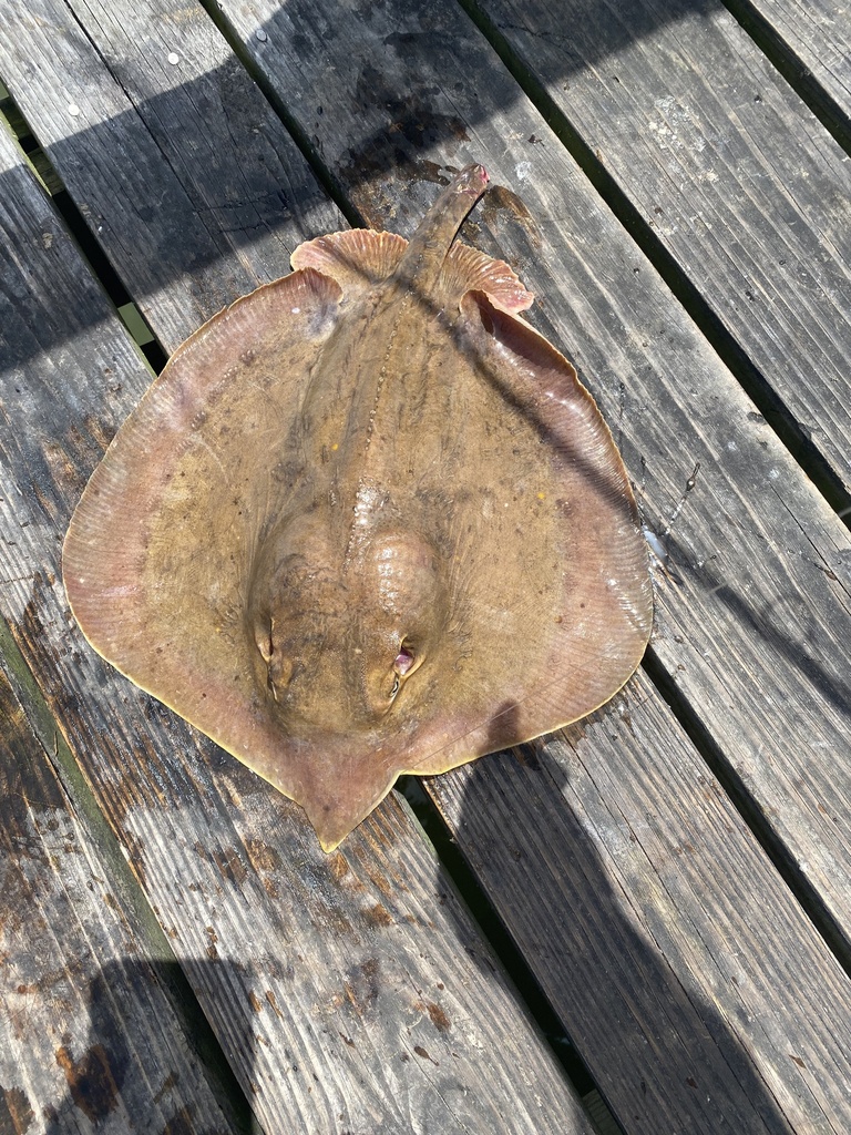 Atlantic Stingray from Gulf of Mexico, Dauphin Island, AL, US on July ...