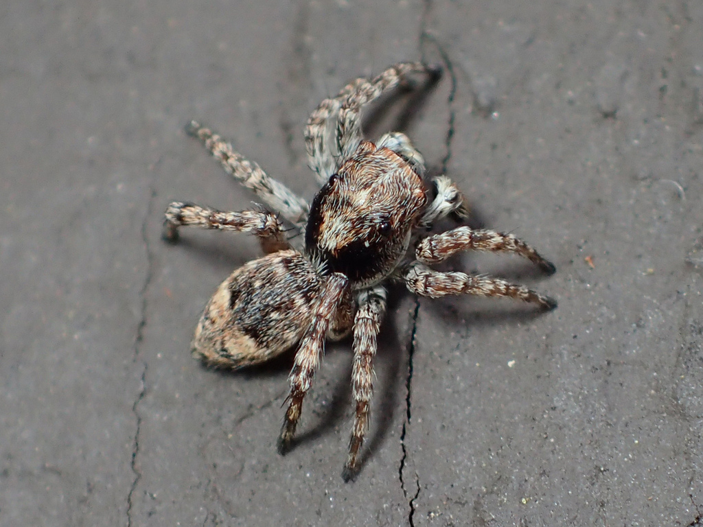 Asiatic Wall Jumping Spider (Jumping Spiders of Loudoun) · iNaturalist