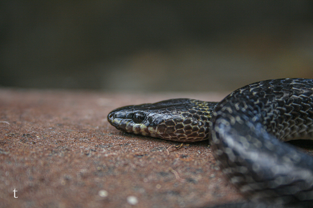 Common Wolf Snake from Talomo, Davao City, Davao del Sur, Philippines ...
