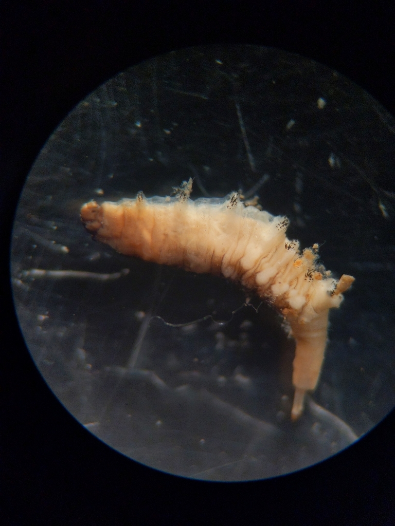 Shore Flies in July 2024 by Maria B. Larvae. From a wetland water ...