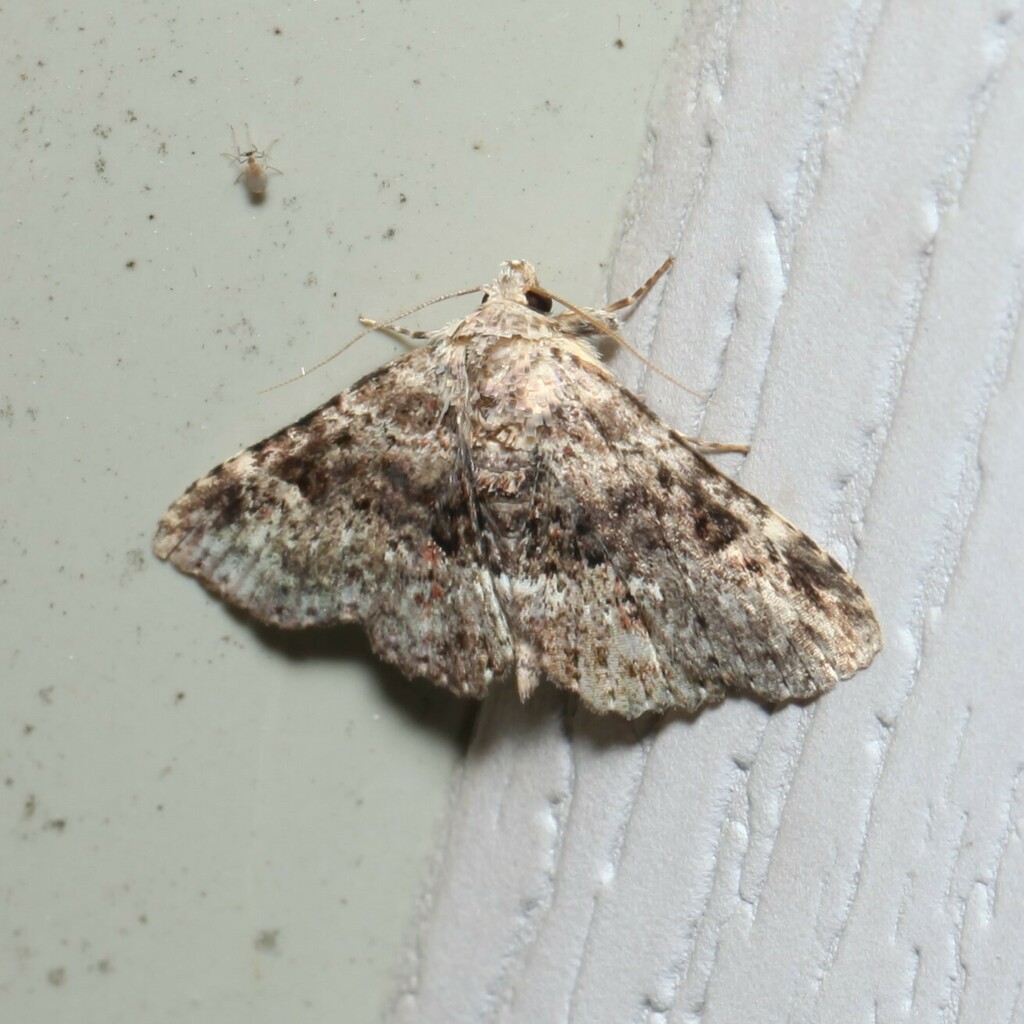 Common Fungus Moth from Fitzgerald Rd, Burdett, NY 14818, USA on July ...