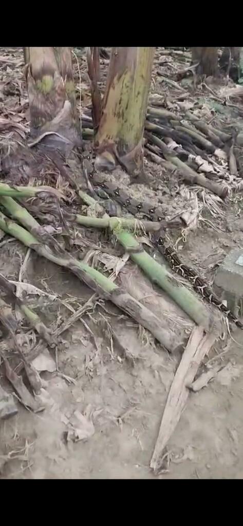 Mazacuata desde El Carmen, Carepa, Antioquia, Colombia el 19 de julio ...