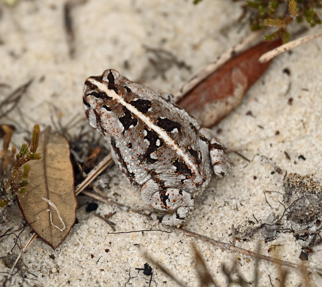 Oak Toad from Polk County, FL, USA on June 11, 2024 at 04:04 PM by Giff ...