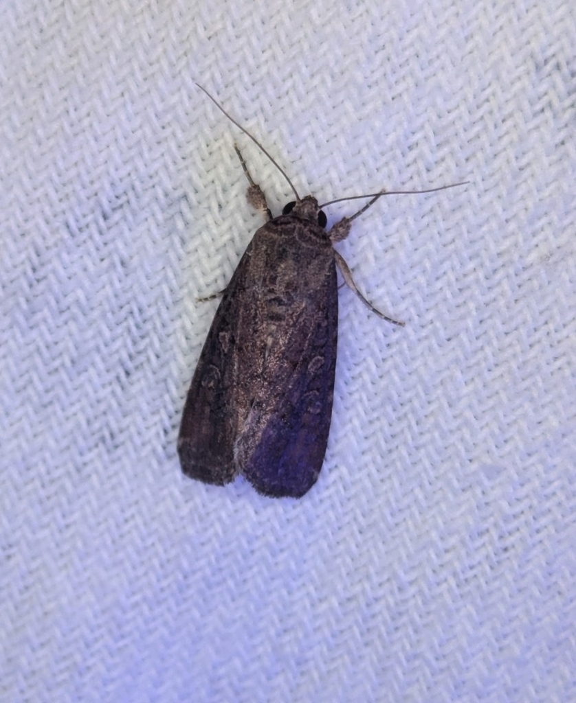 Fall Armyworm Moth from Deerfield East, Plano, TX 75024, USA on July 24 ...