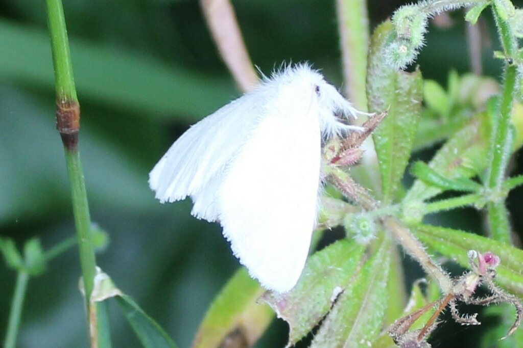 Swan Moth from Stonesby Quarry Nature Reserve, Melton Mowbray LE14 4AB ...