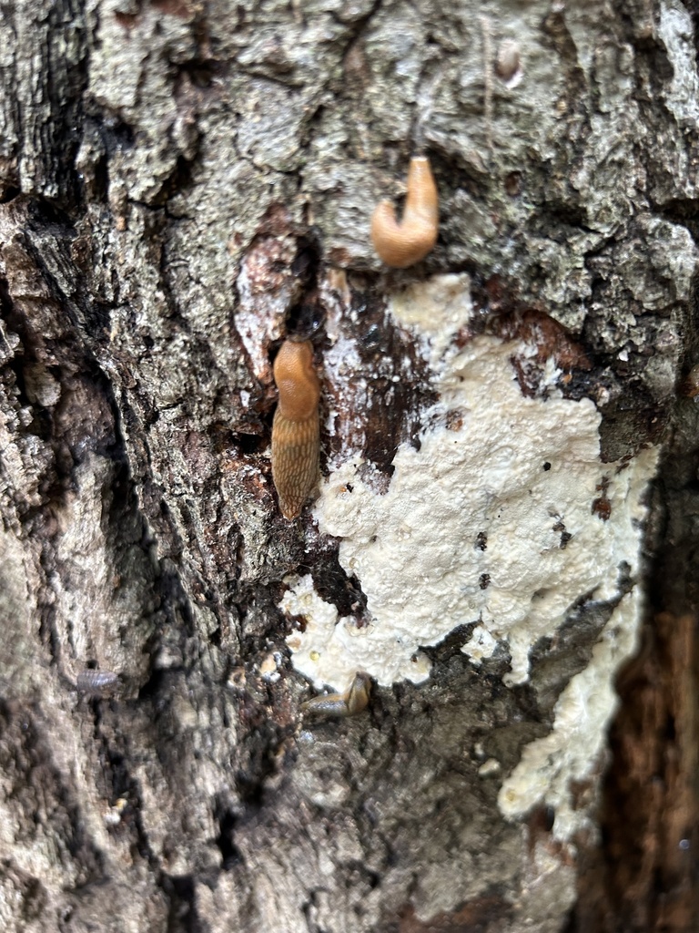 Arion Slugs from Blackhawk Lake, Eagan, MN, US on July 23, 2024 at 11: ...