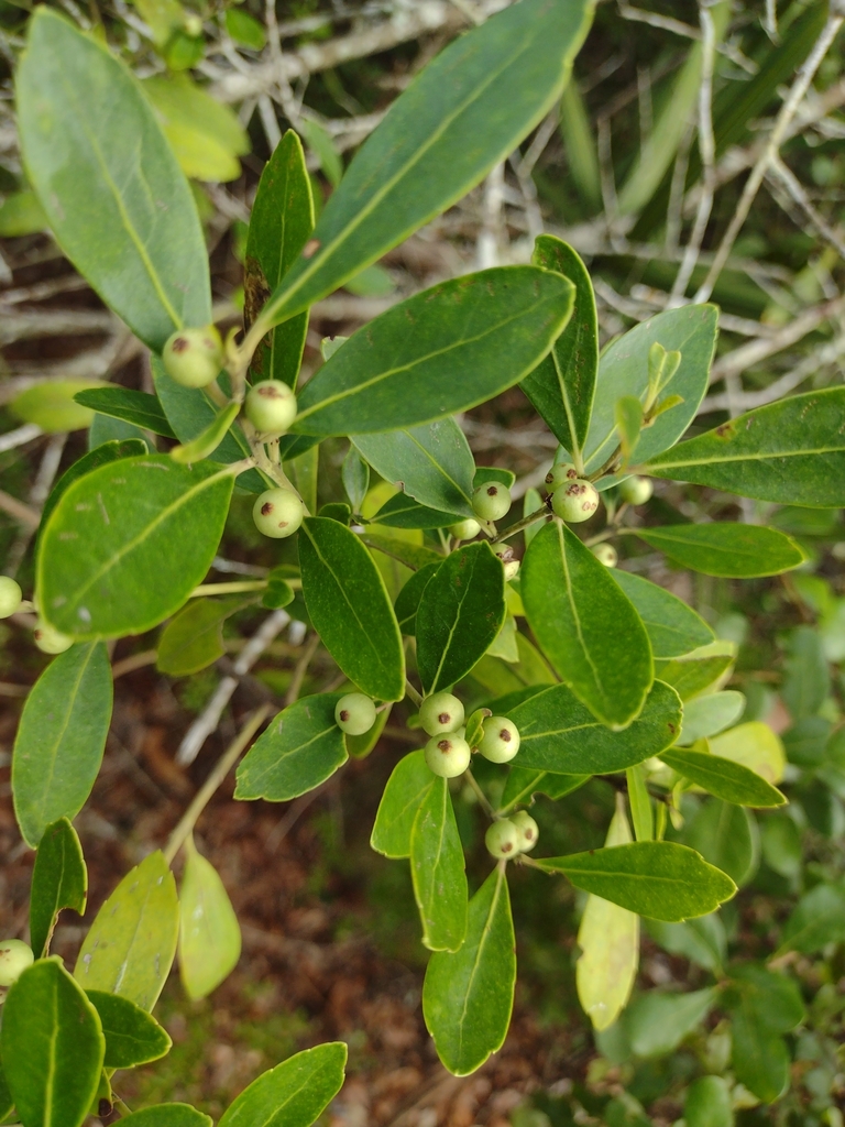 gallberry from Geneva, FL 32732, USA on July 25, 2024 at 06:14 PM by ...