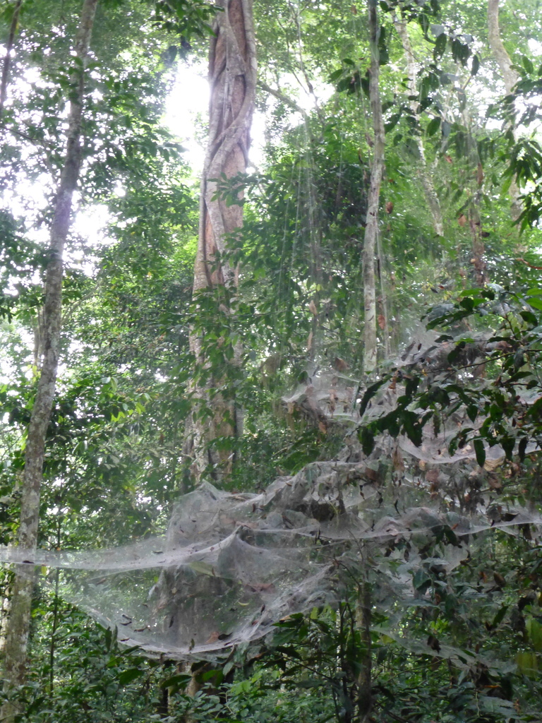 Funnel Weavers from Kombo, Ogooue-Ivindo, Gabon on June 23, 2013 at 07: ...