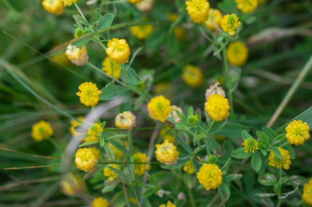 large hop clover from Yancey County, NC, USA on July 16, 2024 at 12:29 ...