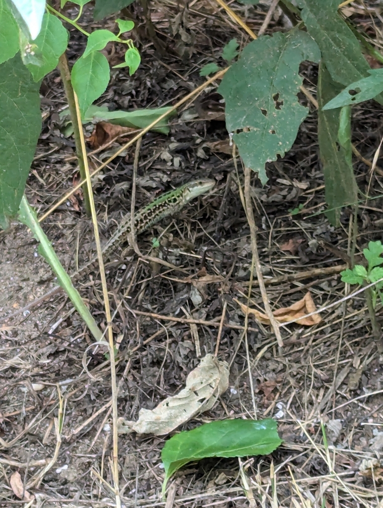 Italian Wall Lizard from Merrick, NY, USA on July 25, 2024 at 03:41 PM ...