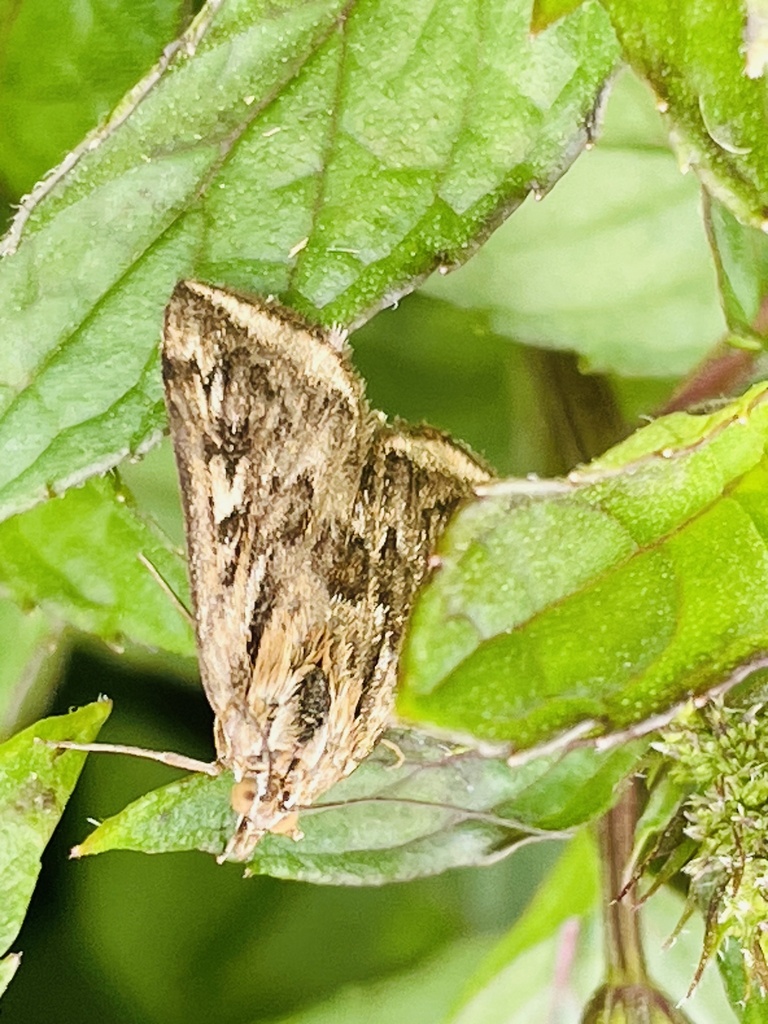 Alfalfa Webworm Moth from SR-10, San Pierre, IN, US on July 24, 2024 at ...