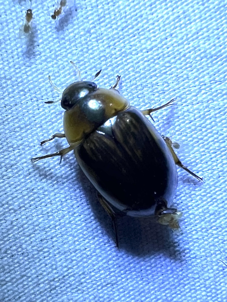 Tropisternus collaris mexicanus from Ed Bluestein, Austin, TX, US on ...